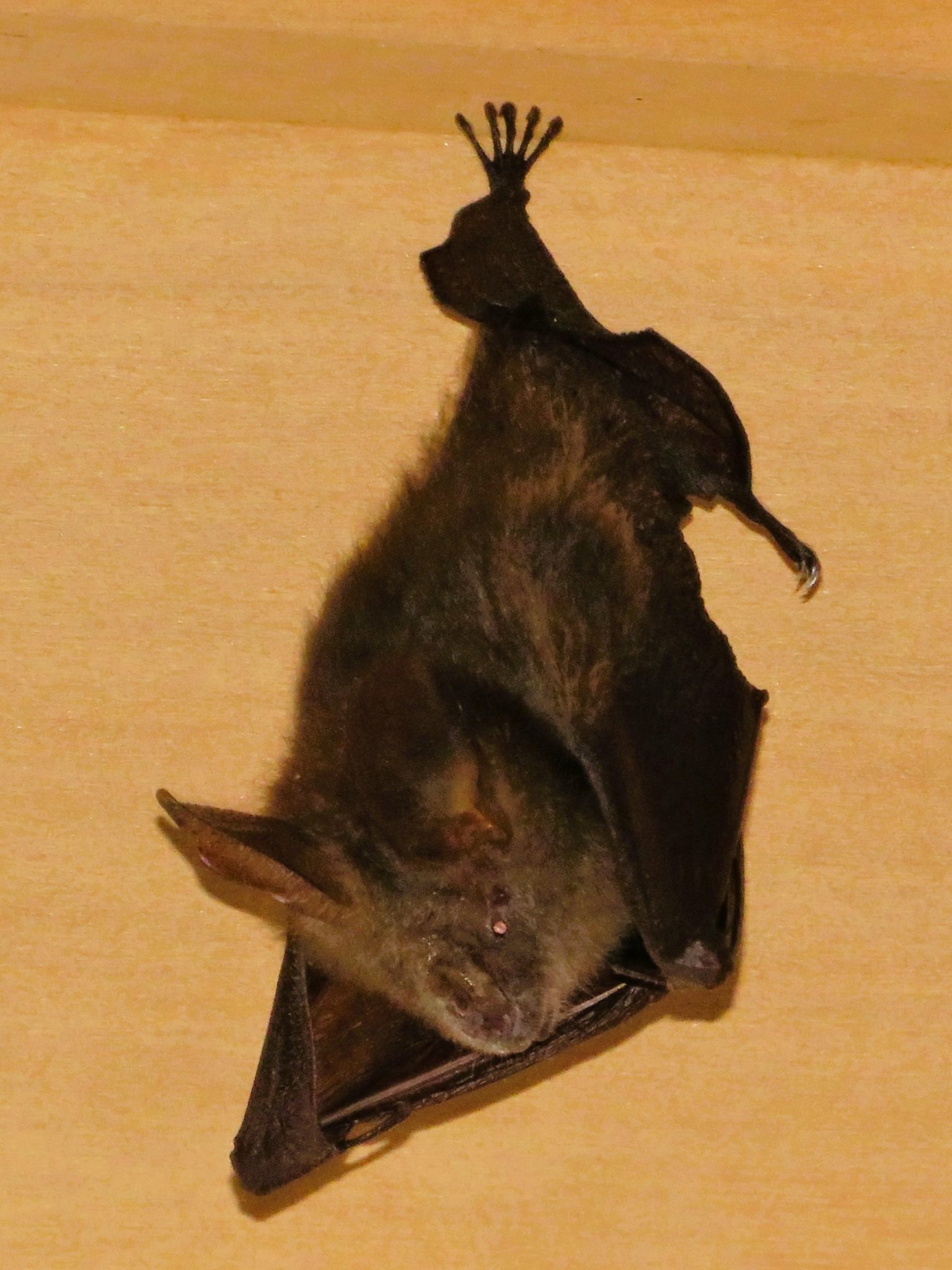Identification Help – Unknown Bat (Ghana) – Mammal Watching
