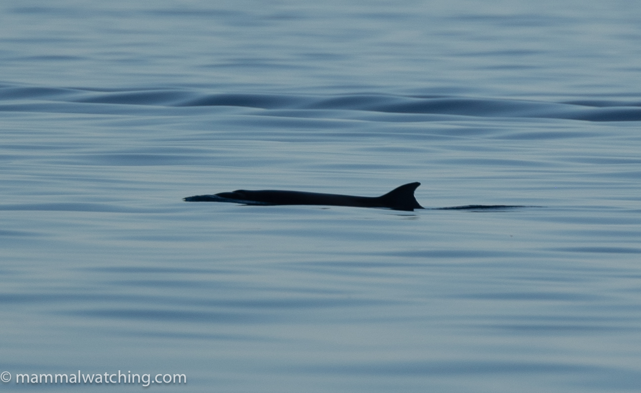 Mexican Mega Marine Mammaling, 2024 – Mammal Watching