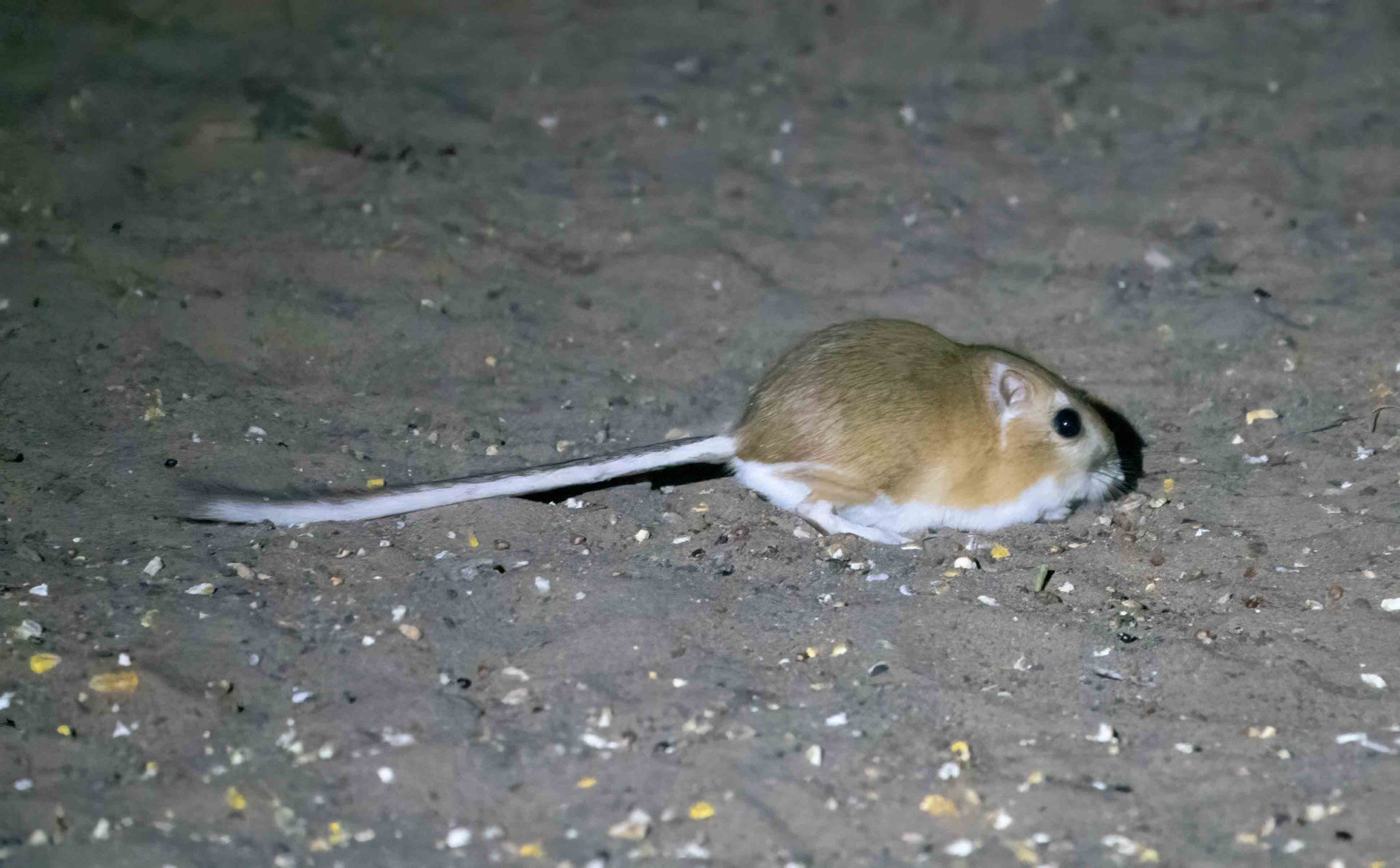 Colorado and Yellowstone NP – 44 mammals in April 2024 – Mammal Watching