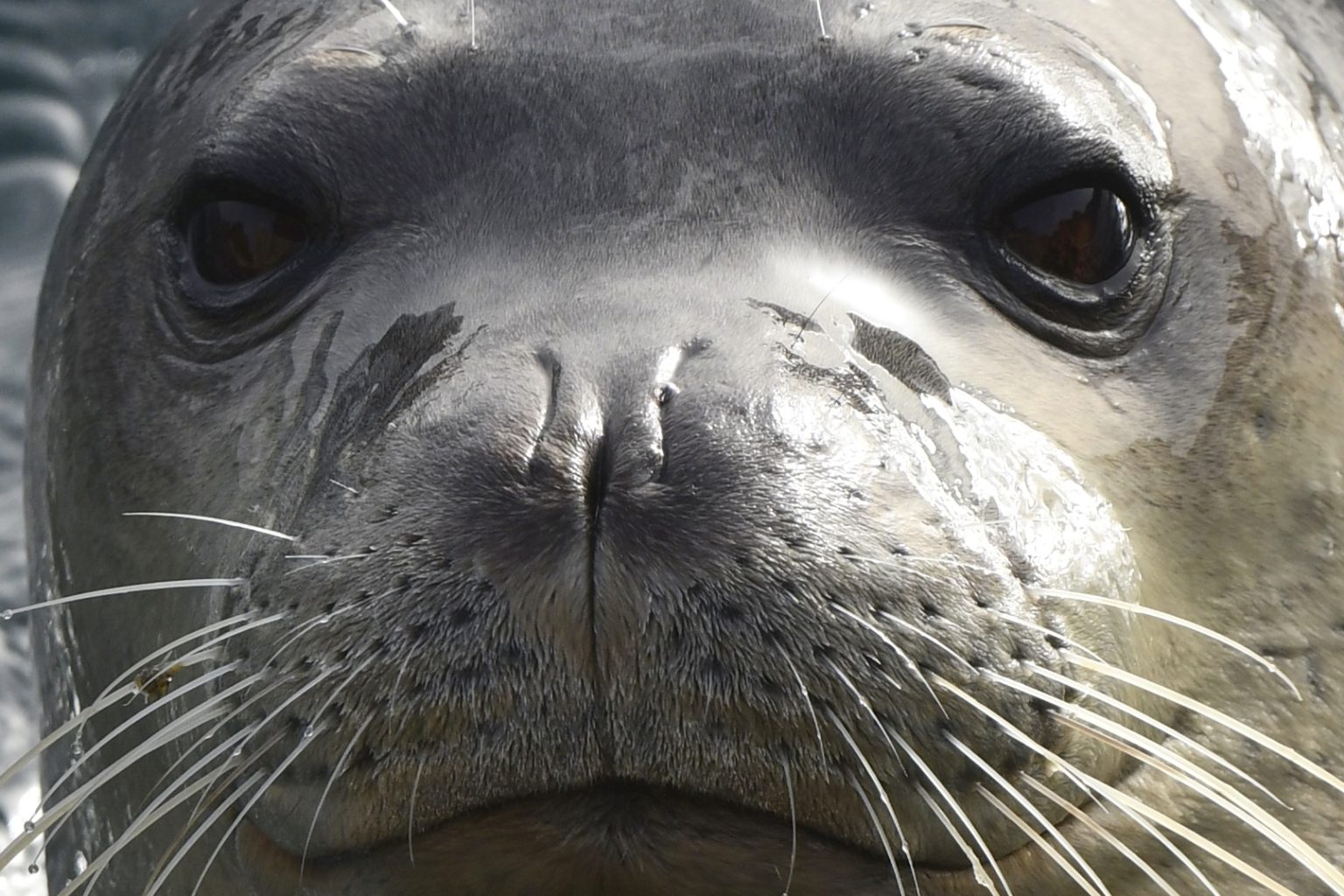 Kefalonia/Greece: How to find a Mediterranean Monk Seal – this time for ...