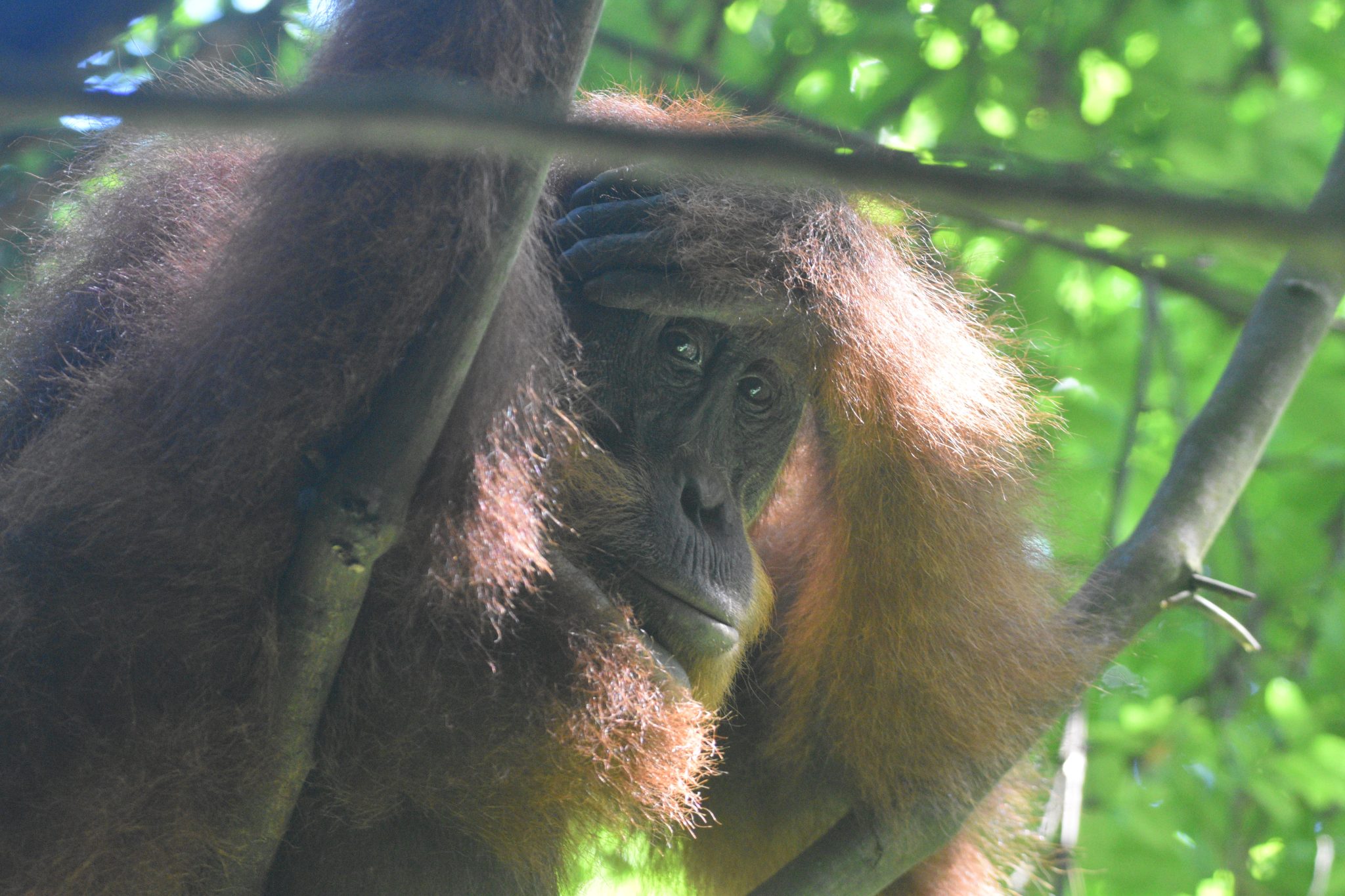 Sumatran orangutans in Gunung Leuser National Park – Mammal Watching