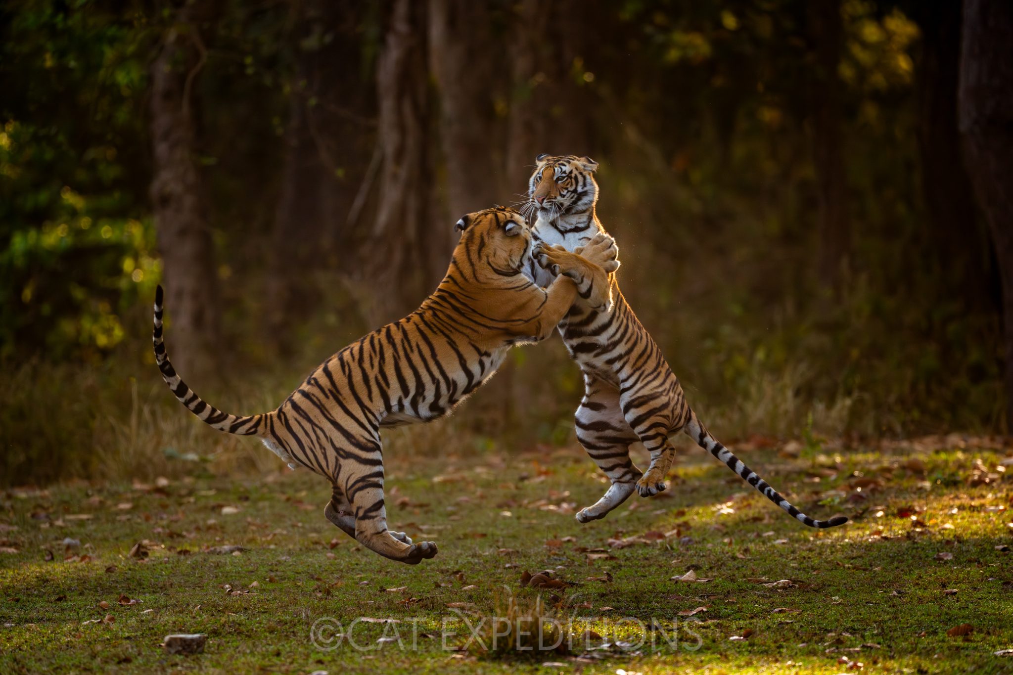 Tigers of India – Cat Expeditions – Trip Report 2024 – Mammal Watching