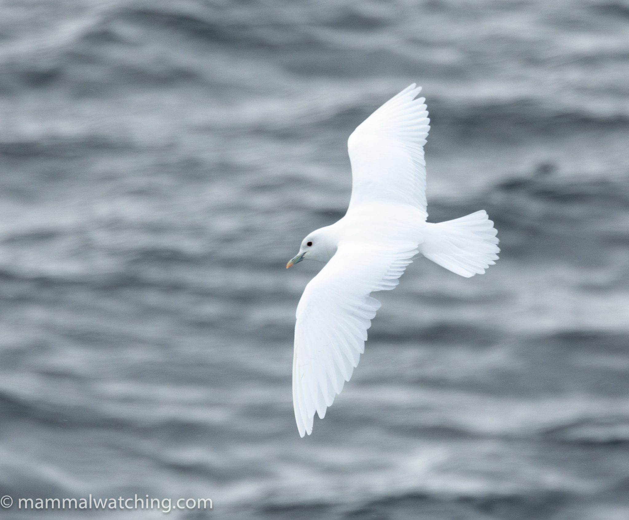 Bowheads & Bears Cruise, Svalbard 2024 – Mammal Watching