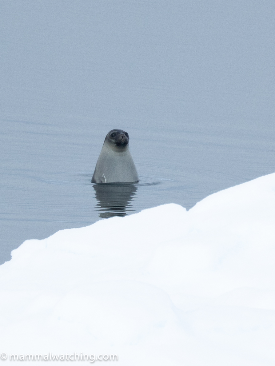 Svalbard (Spitsbergen) – Mammal Watching