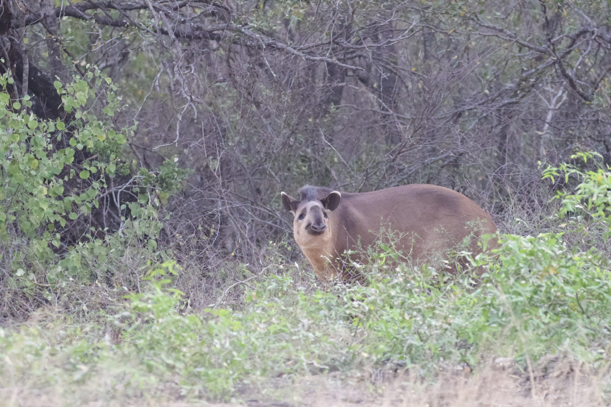 Join Dry Chaco Wildlife Tour in Paraguay with 40% discount! – Mammal ...