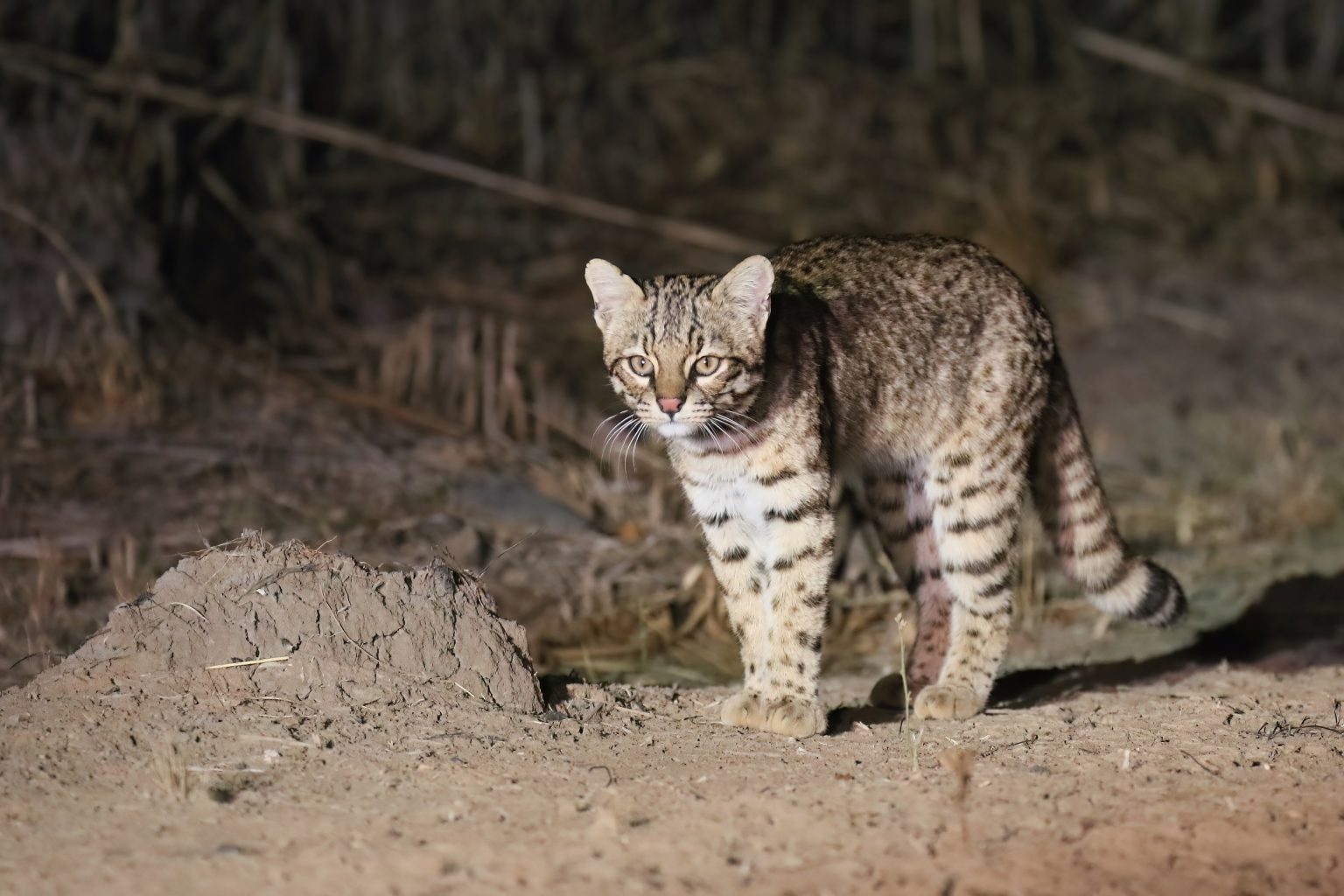 Join Dry Chaco Wildlife Tour in Paraguay with 40% discount! – Mammal ...