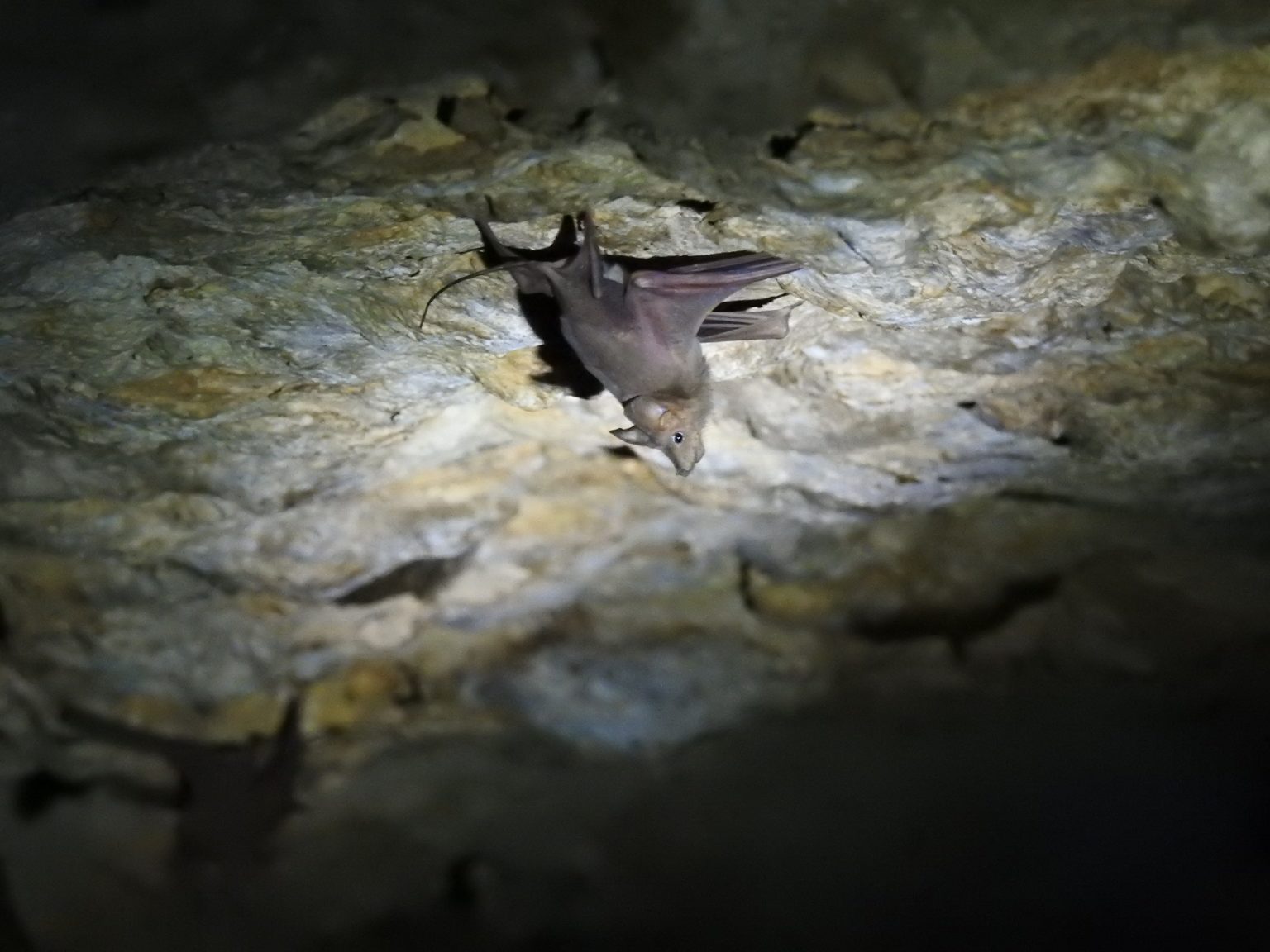Mouse-tailed Bat Species ID Confirmation – Mammal Watching
