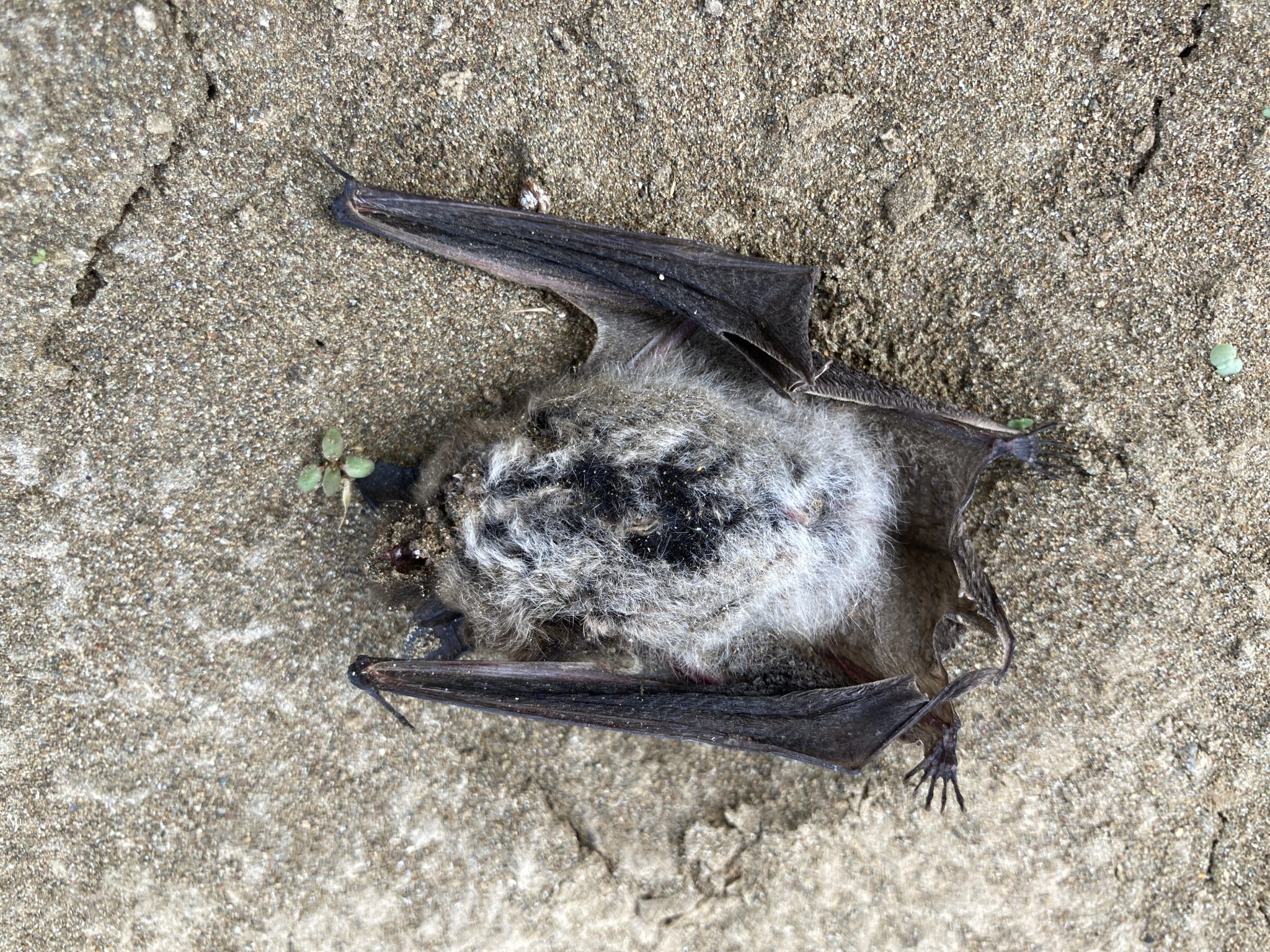 Help to identify a small bat in Albania – Mammal Watching
