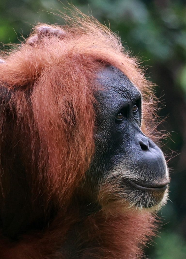 Expedition to Northern Sumatra – Two Orangutan Species! – Mammal Watching