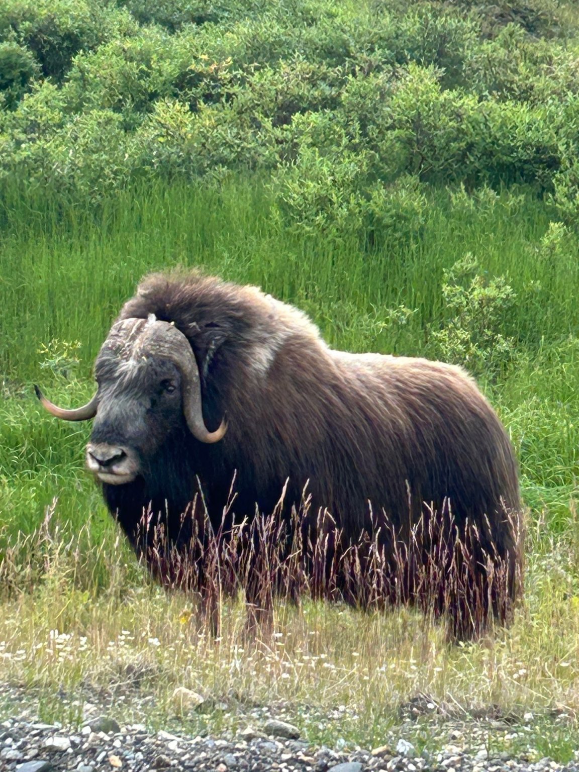 Nome, Alaska July 2024 – Mammal Watching
