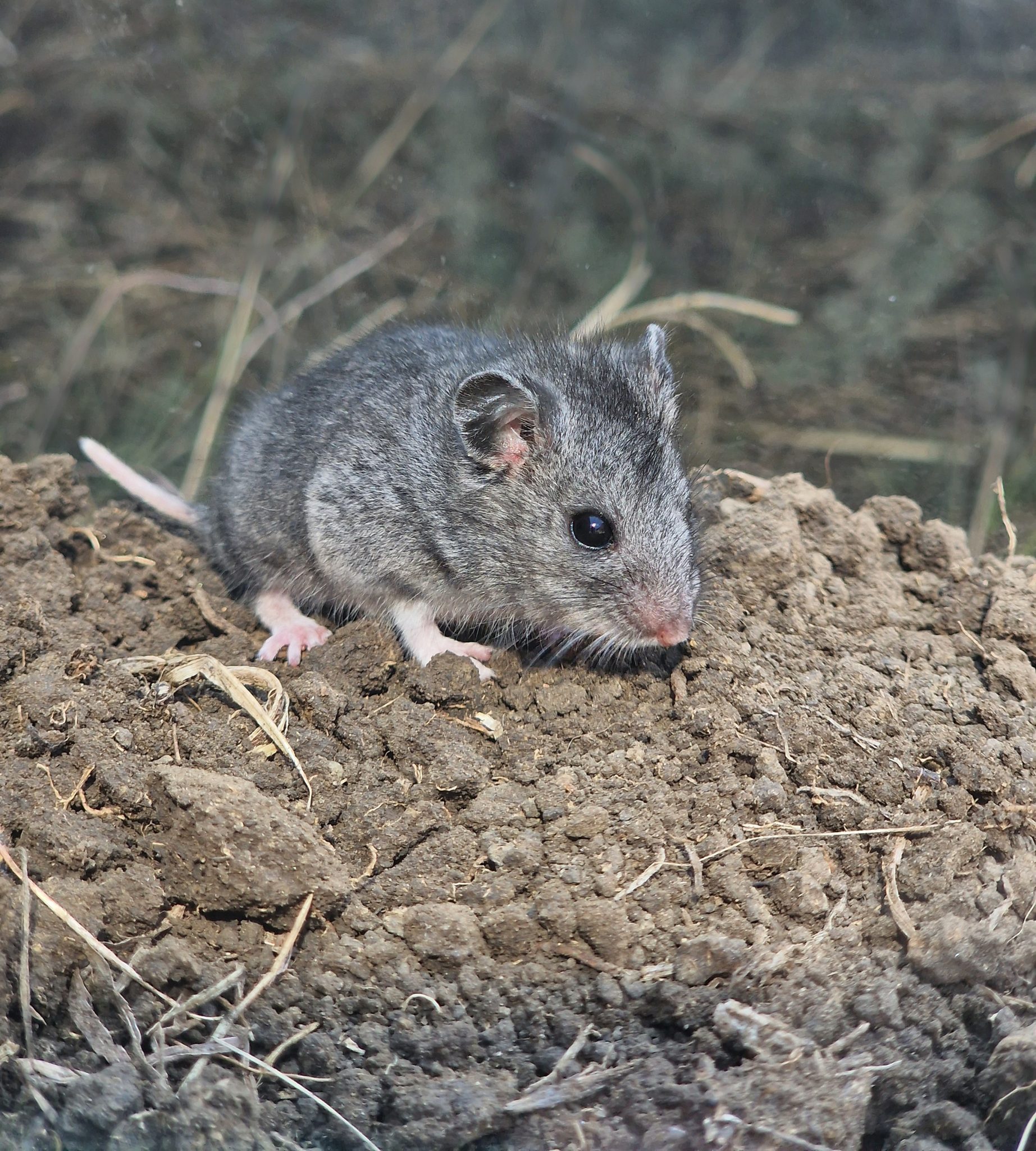 Grey Dwarf Hamster – Mammal Watching
