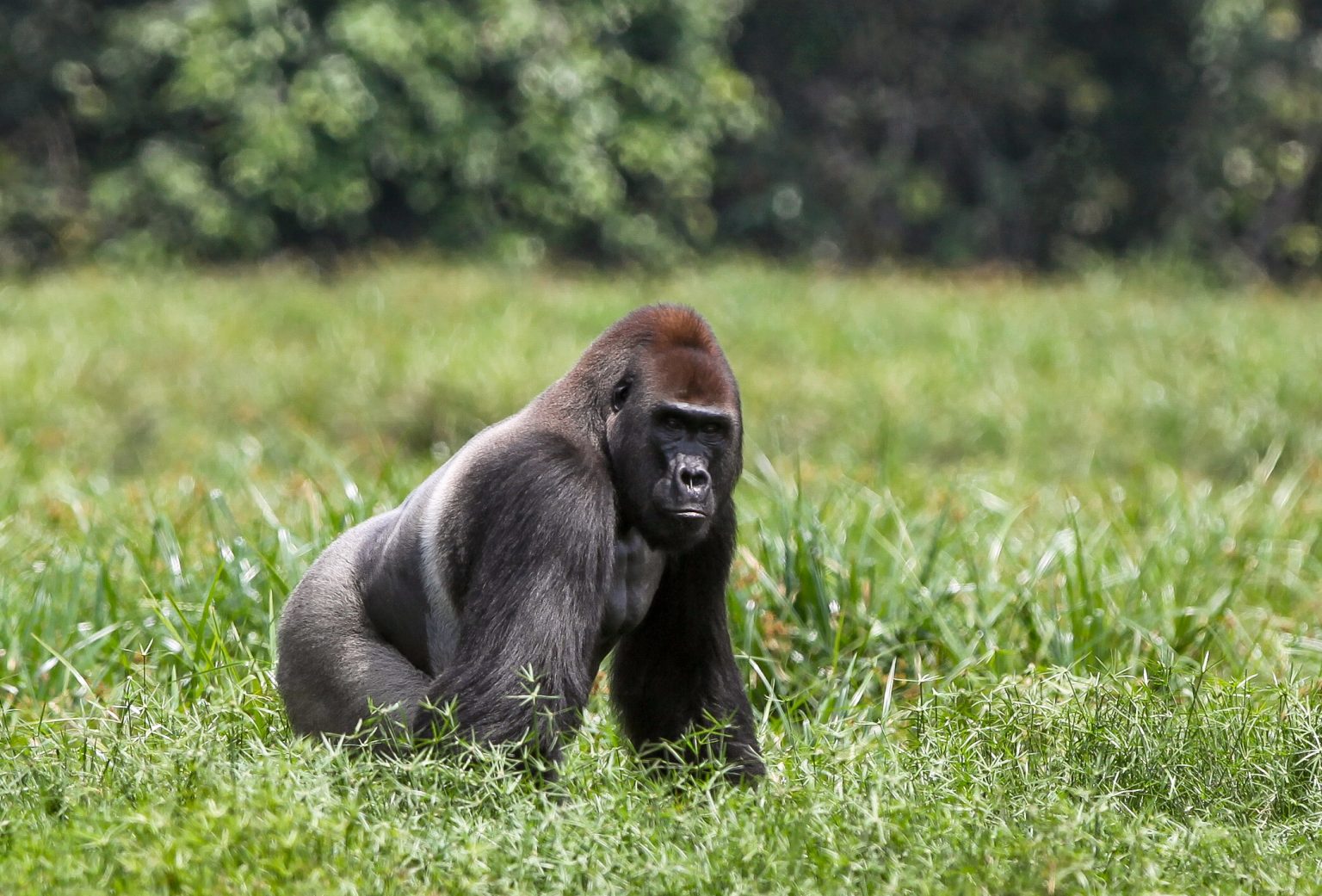New podcast episode: Rod Cassidy and Sangha Lodge – Mammal Watching New podcast episode: Rod Cassidy and Sangha Lodge – Mammal Watching