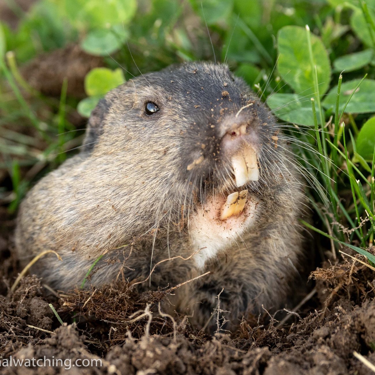 Mammal Watching – The world's best resource for mammal watchers