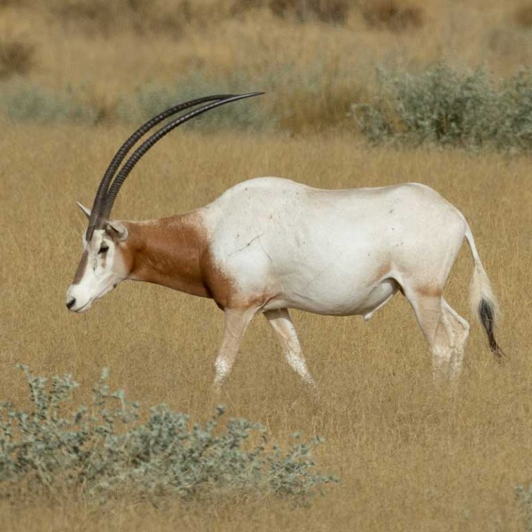 The mammal list rankings: Ungulates – Mammal Watching