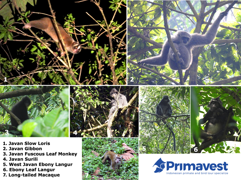 Wildlife Tours West & Central Java, 30 Sep-06 Oct 2024 – Mammal Watching