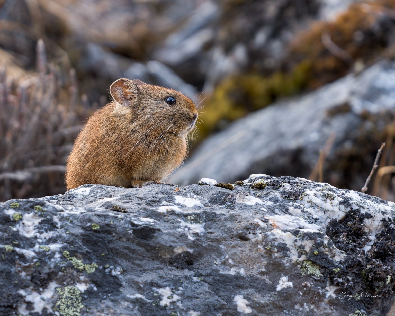 Pika spp. from Himalayas – Mammal Watching