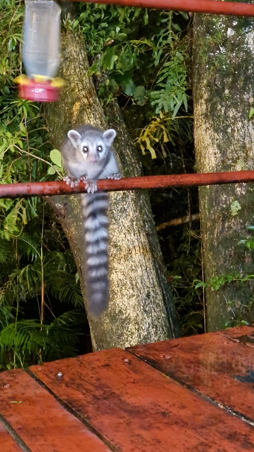 Second locality for Cacomistle in La Fortuna, Panama – Mammal Watching