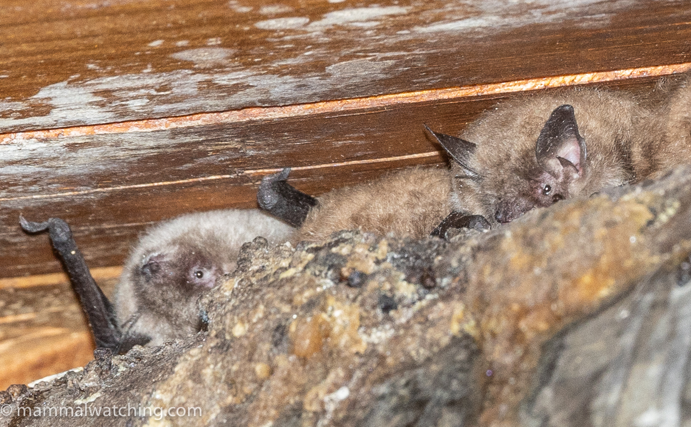 A Weekend’s Rodenting around Santiago, Chile – Mammal Watching