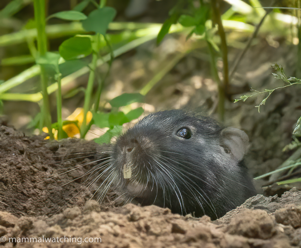 A Weekend’s Rodenting around Santiago, Chile – Mammal Watching