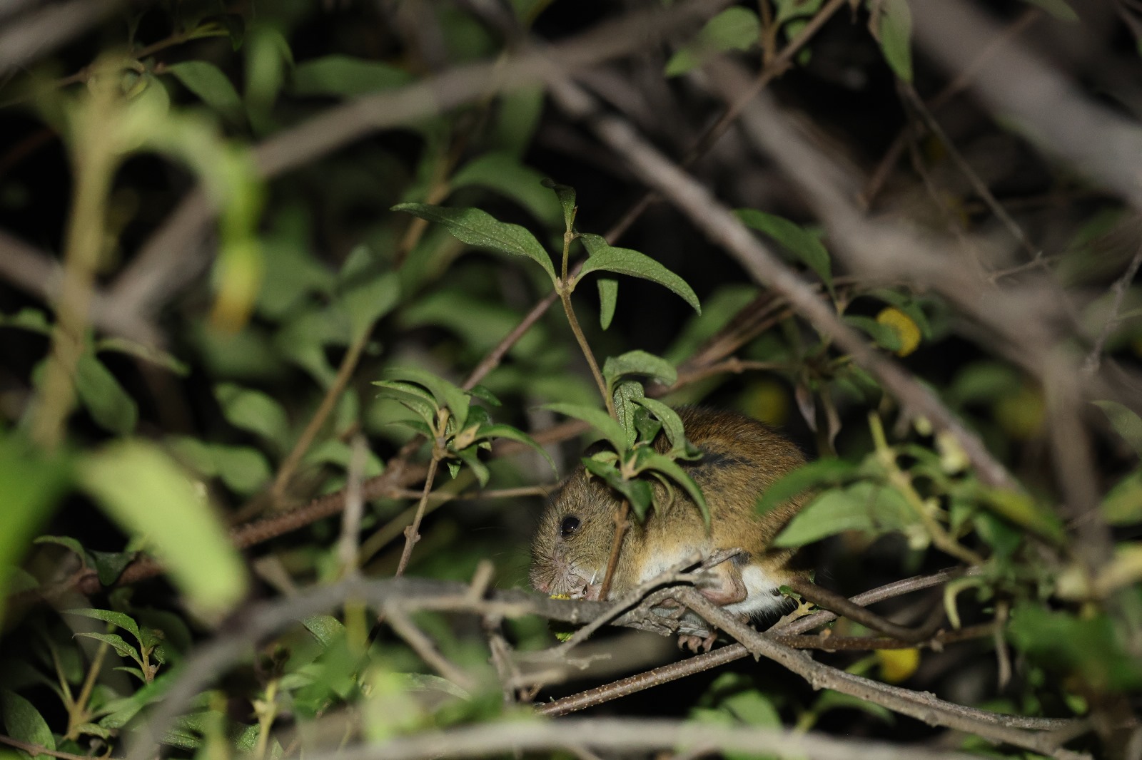 A Weekend’s Rodenting around Santiago, Chile – Mammal Watching