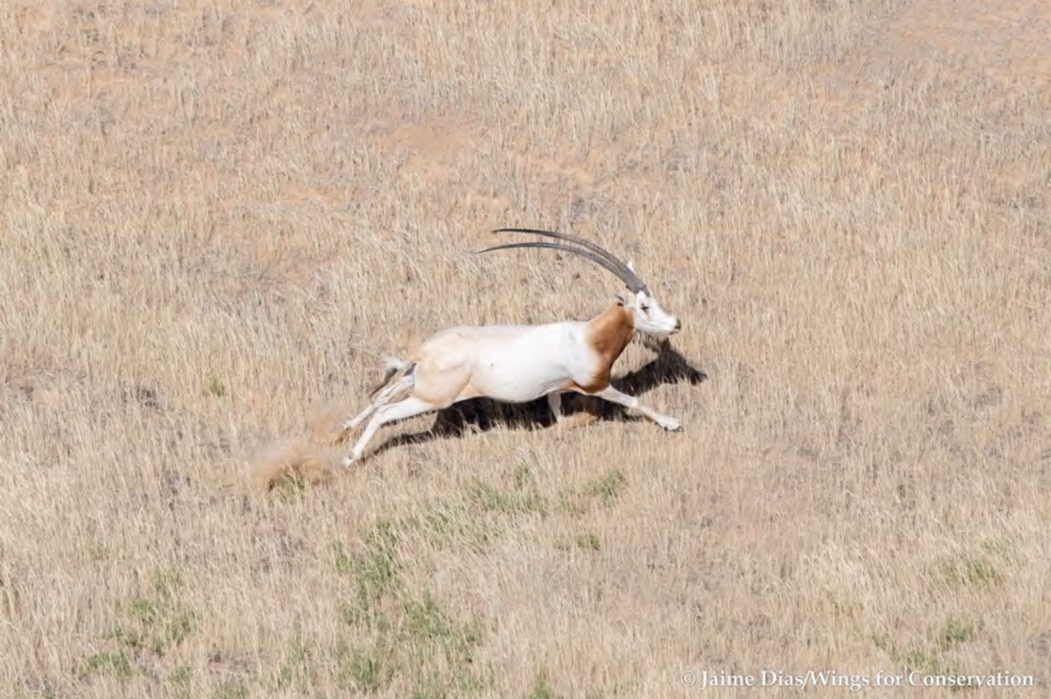 Return of the Scimitar horned oryx – Mammal Watching