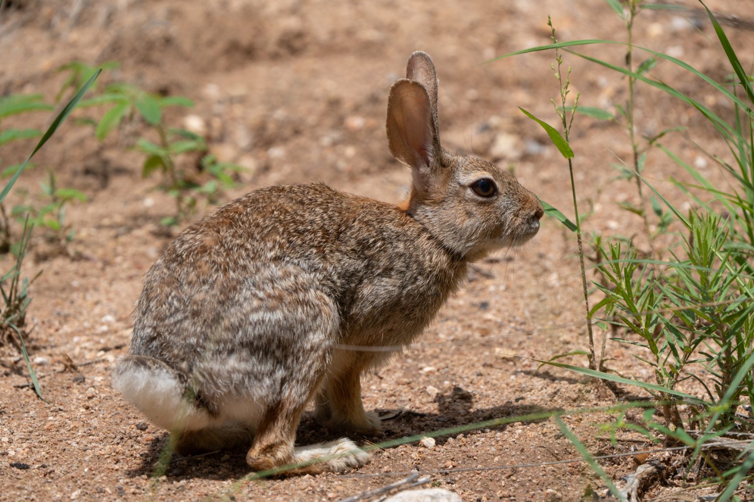 ID help for Holzner vs. Desert Cottontail in SE Arizona – Mammal Watching