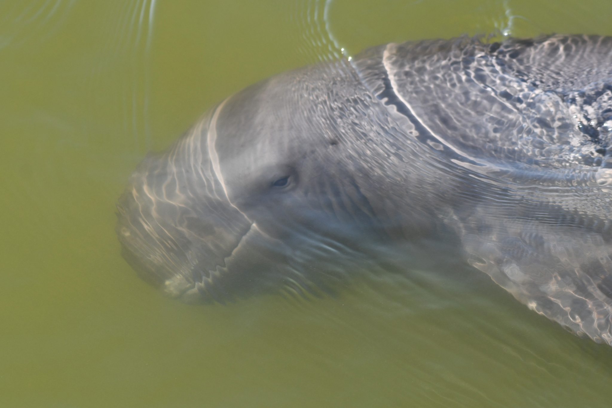 Yangtze Finless Porpoises in China and how we encountered amazing ...