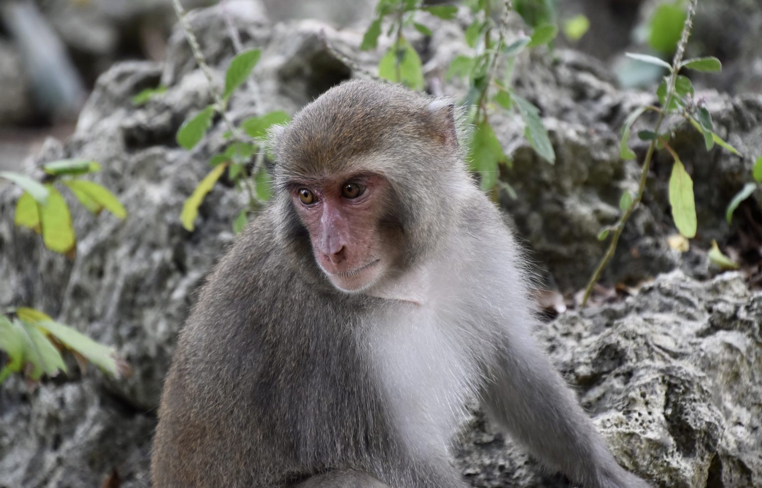 Monkey Mayhem: Formosan Rock Macaques Will Rock Your World at Shoushan ...