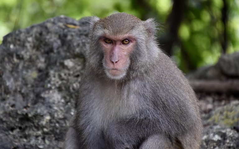 Monkey Mayhem: Formosan Rock Macaques Will Rock Your World at Shoushan ...