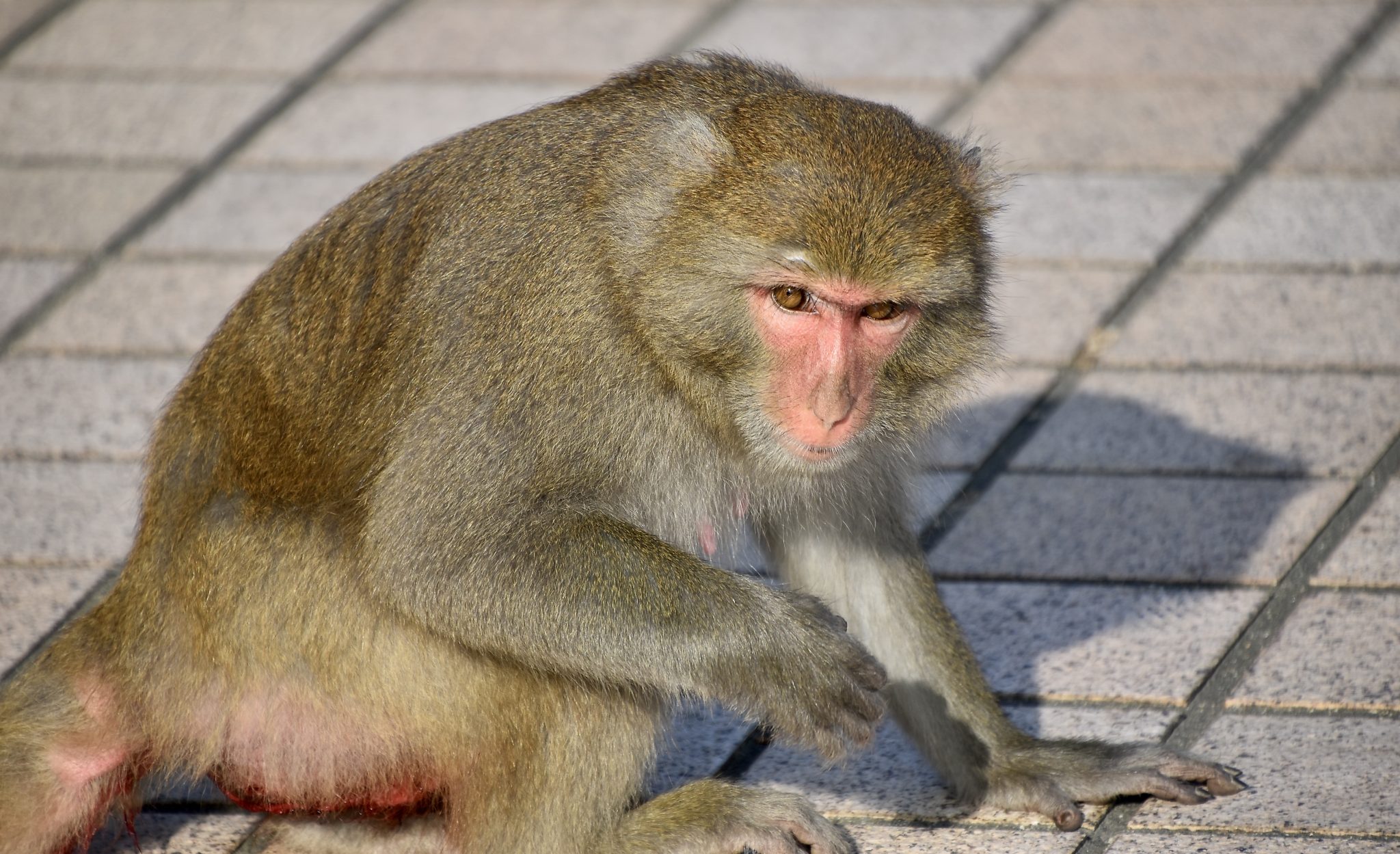 Monkey Mayhem: Formosan Rock Macaques Will Rock Your World at Shoushan ...