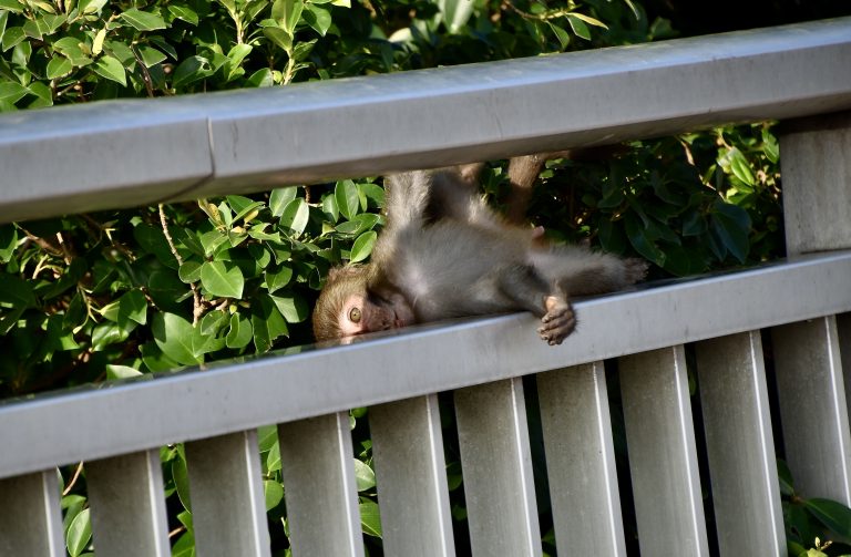 Monkey Mayhem: Formosan Rock Macaques Will Rock Your World at Shoushan ...