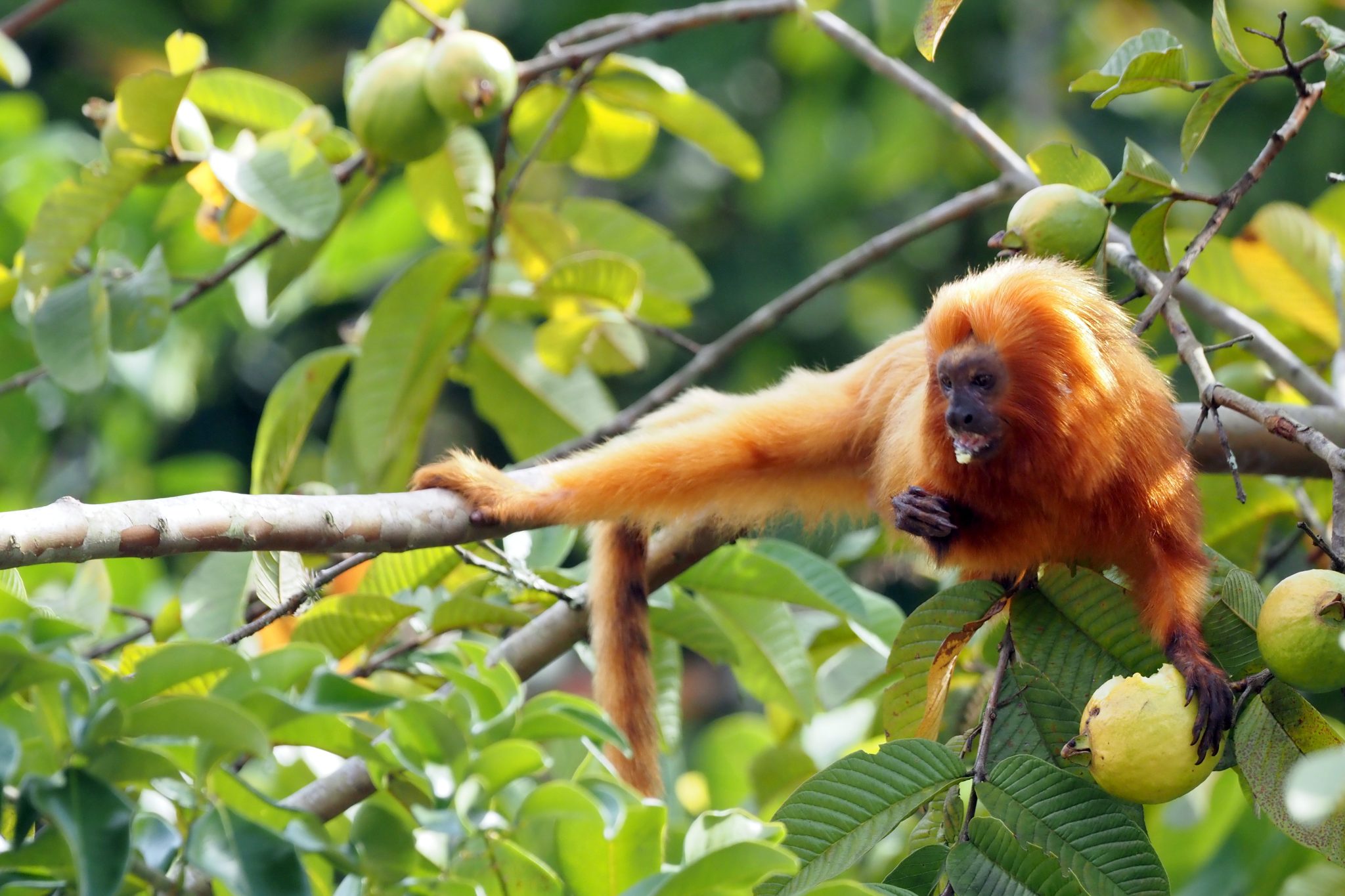 Trip to Brazil with brief visit to Argentina and Uruguay – Mammal Watching