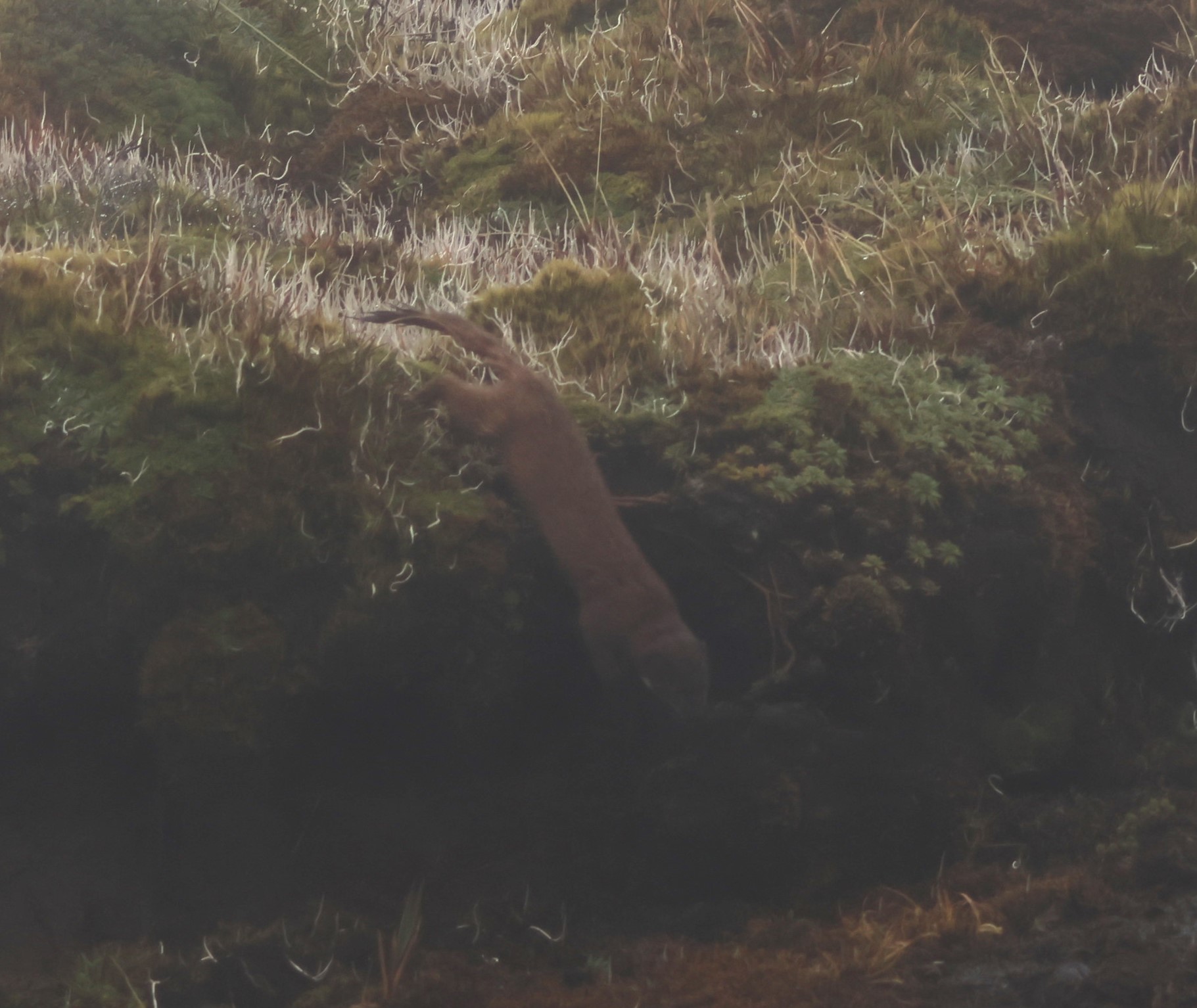 Weasel in Ecuadorean Andes – Mammal Watching