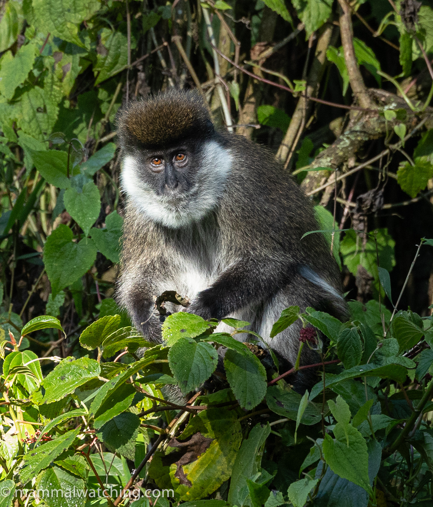 Weekend in Ethiopia’s Bale Mountains – Mammal Watching