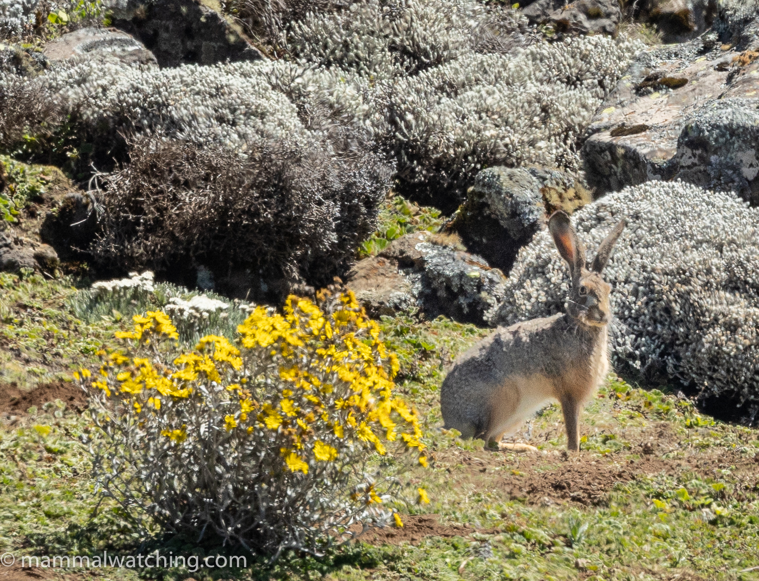 Weekend in Ethiopia’s Bale Mountains – Mammal Watching