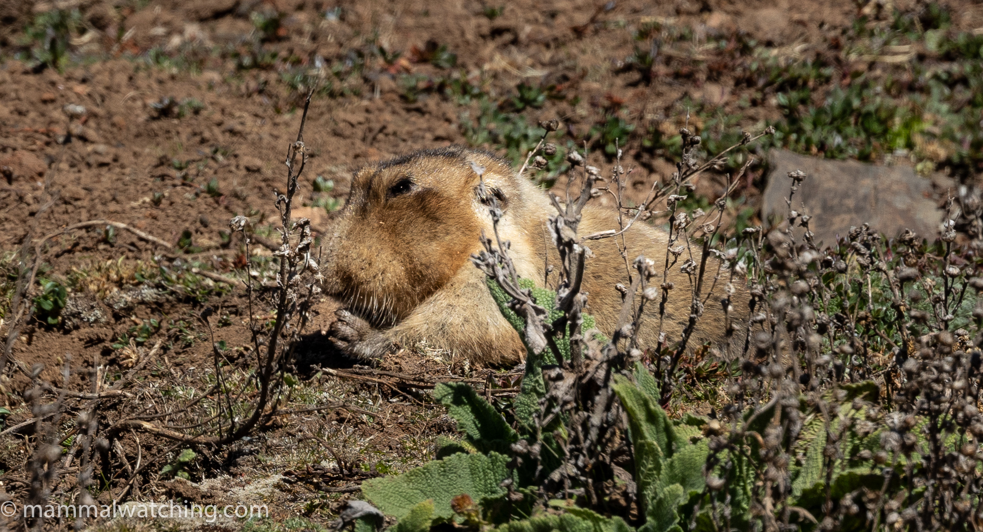 Weekend in Ethiopia’s Bale Mountains – Mammal Watching