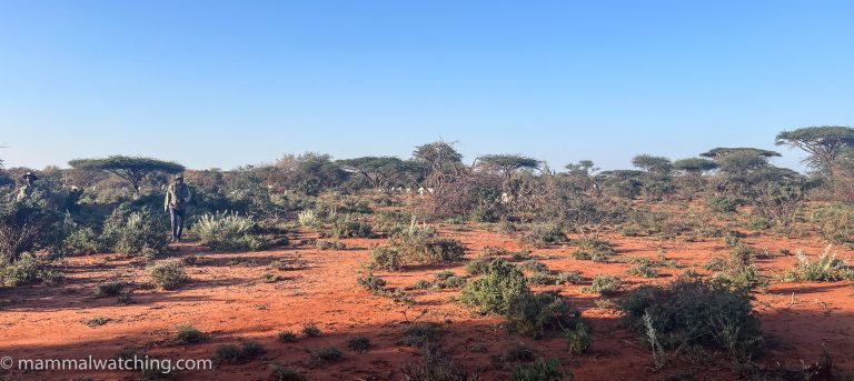 Looking for Dibatags in Ethiopia’s Somali Region, 2024 – Mammal Watching