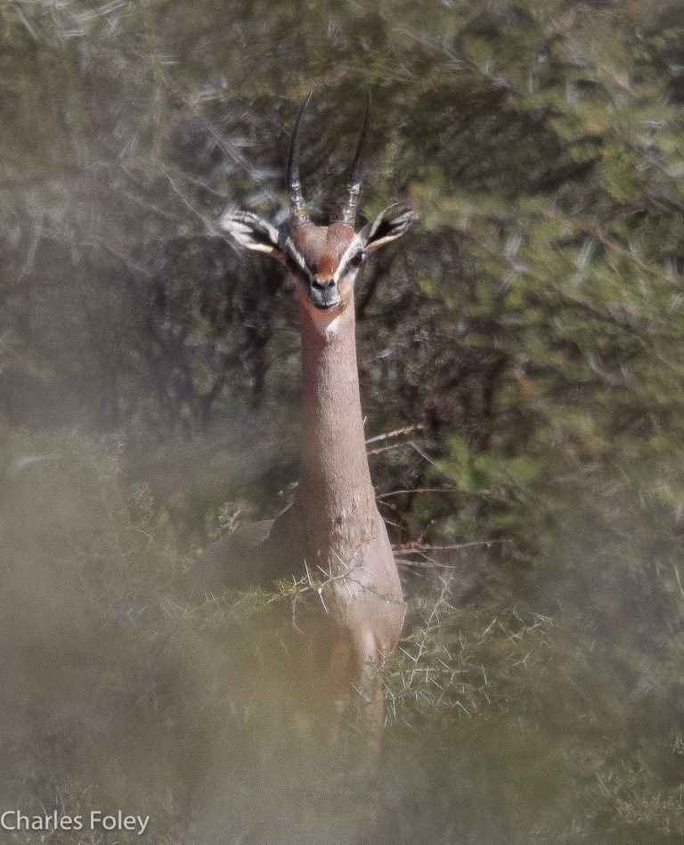 New Mammalwatching Podcast Episode: The Horn of Africa – Mammal Watching