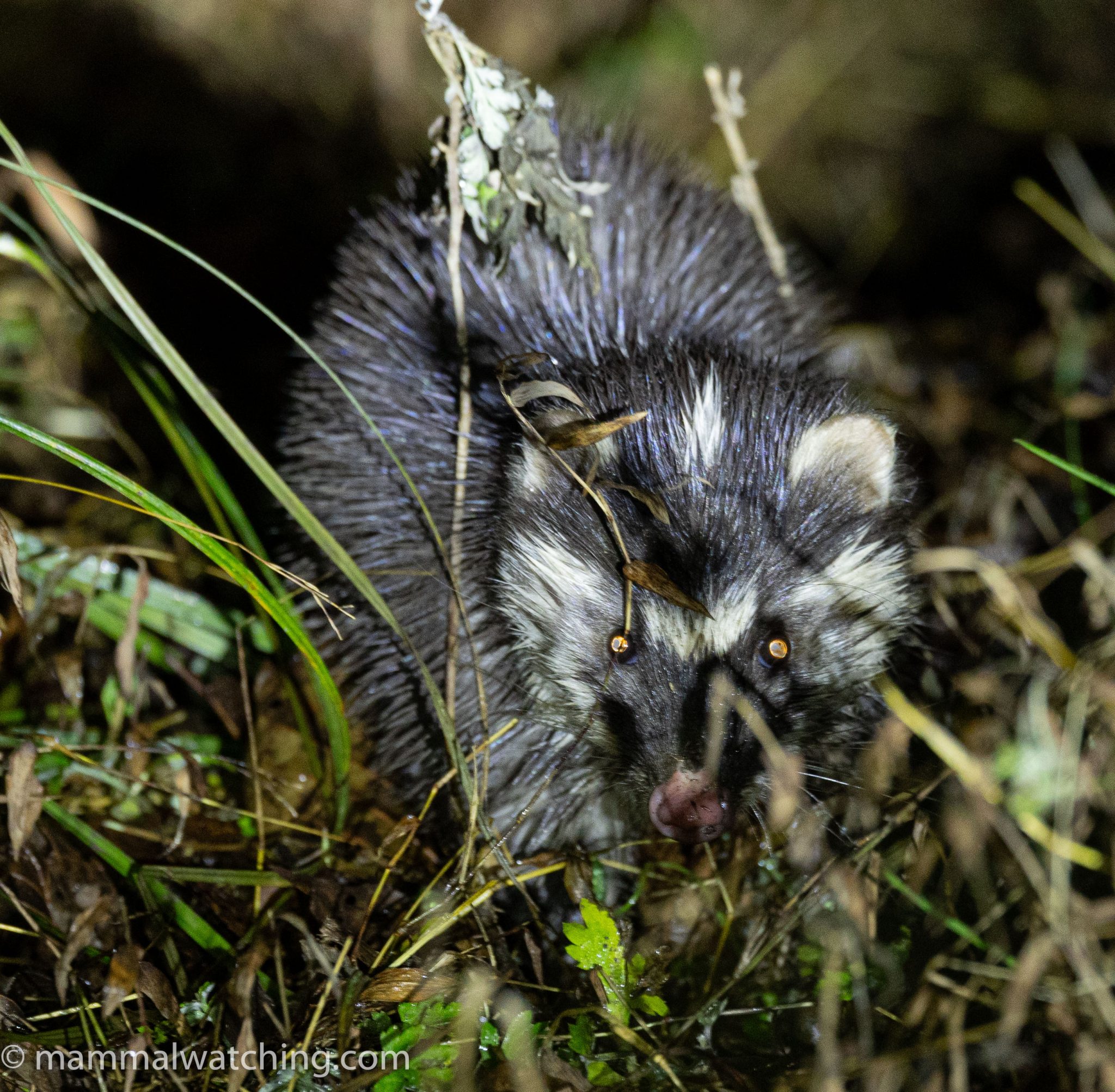 Community Forum – Mammal Watching