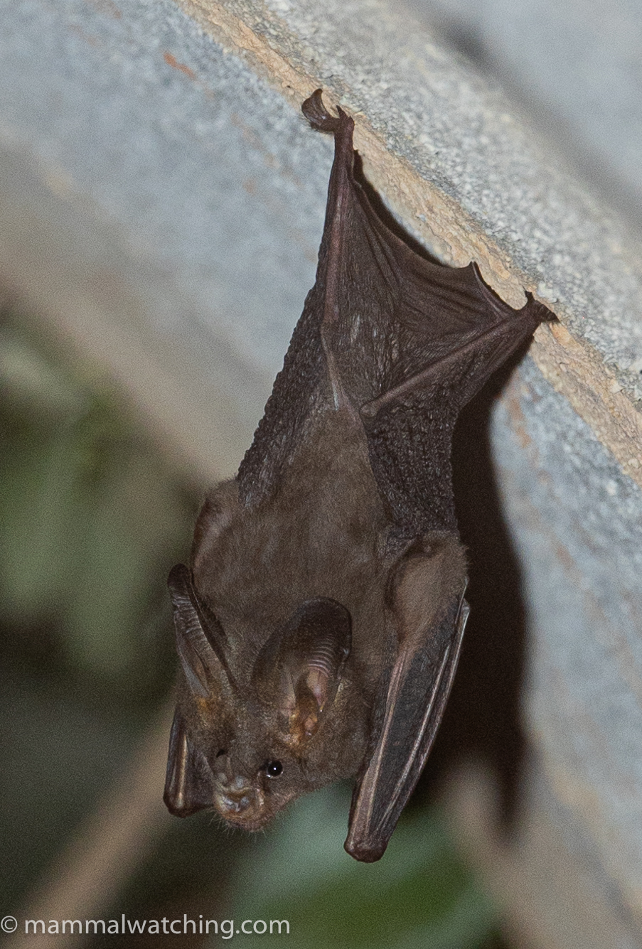 Kaeng Krachan National Park, Thailand, January 2025 – Mammal Watching