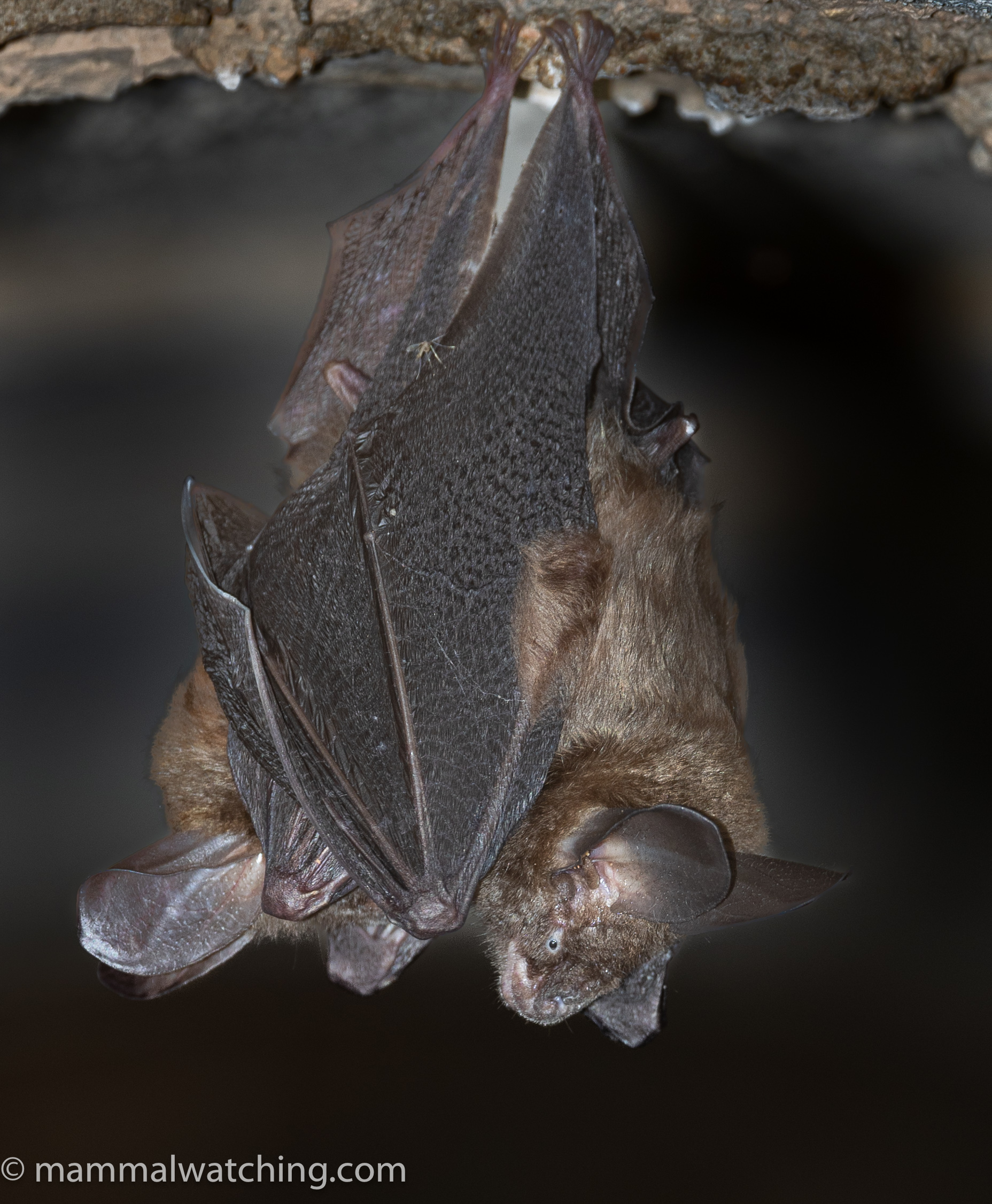 Kaeng Krachan National Park, Thailand, January 2025 – Mammal Watching