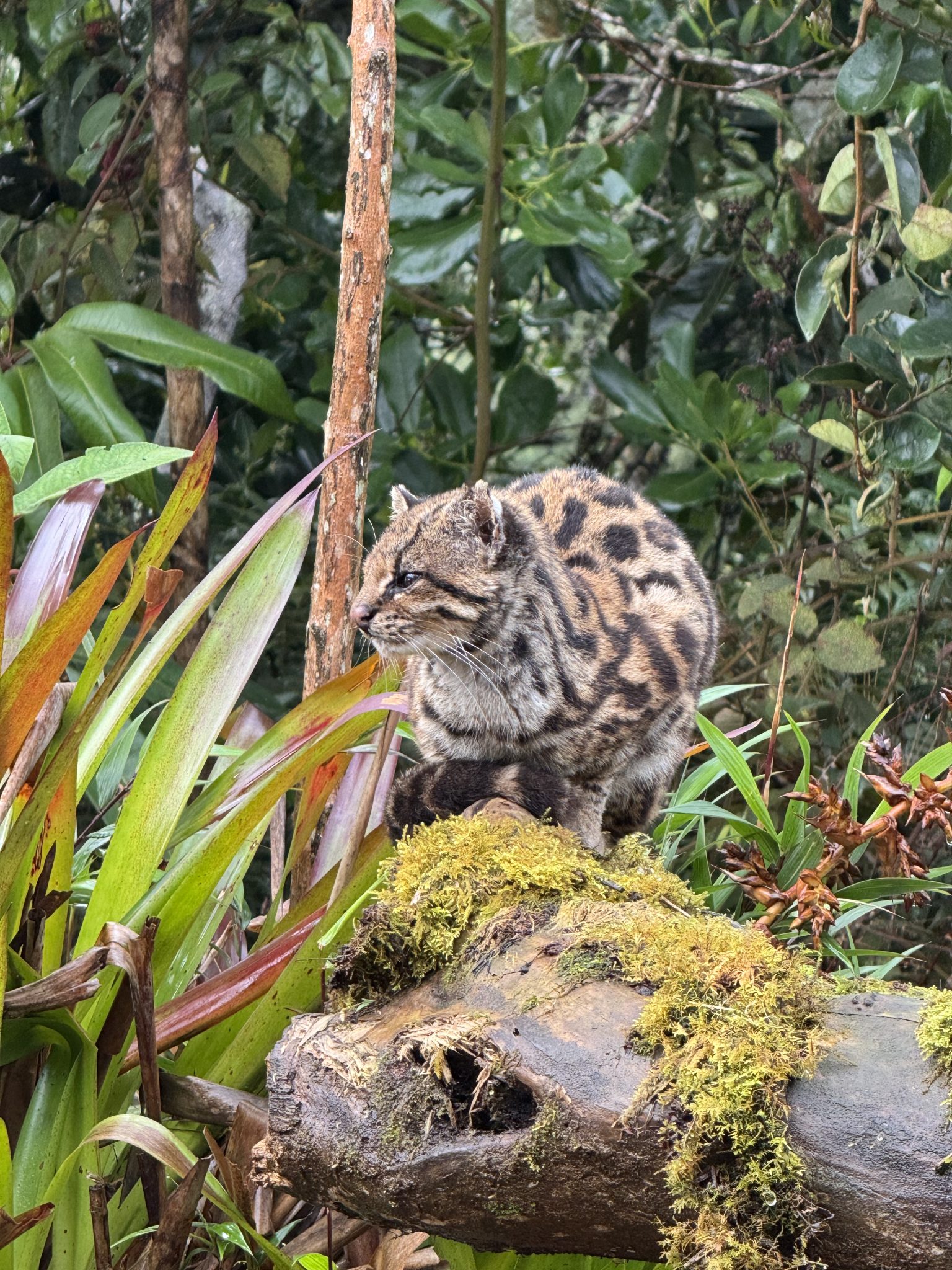 Northern Oncilla still showing at Mirador El Roble, Colombia. – Mammal ...