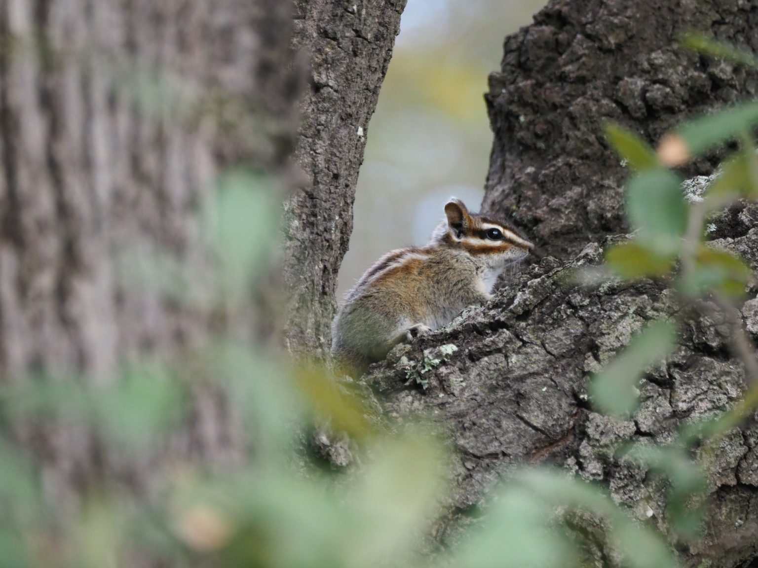 Northern Mexico (July-August 2024) – Mammal Watching