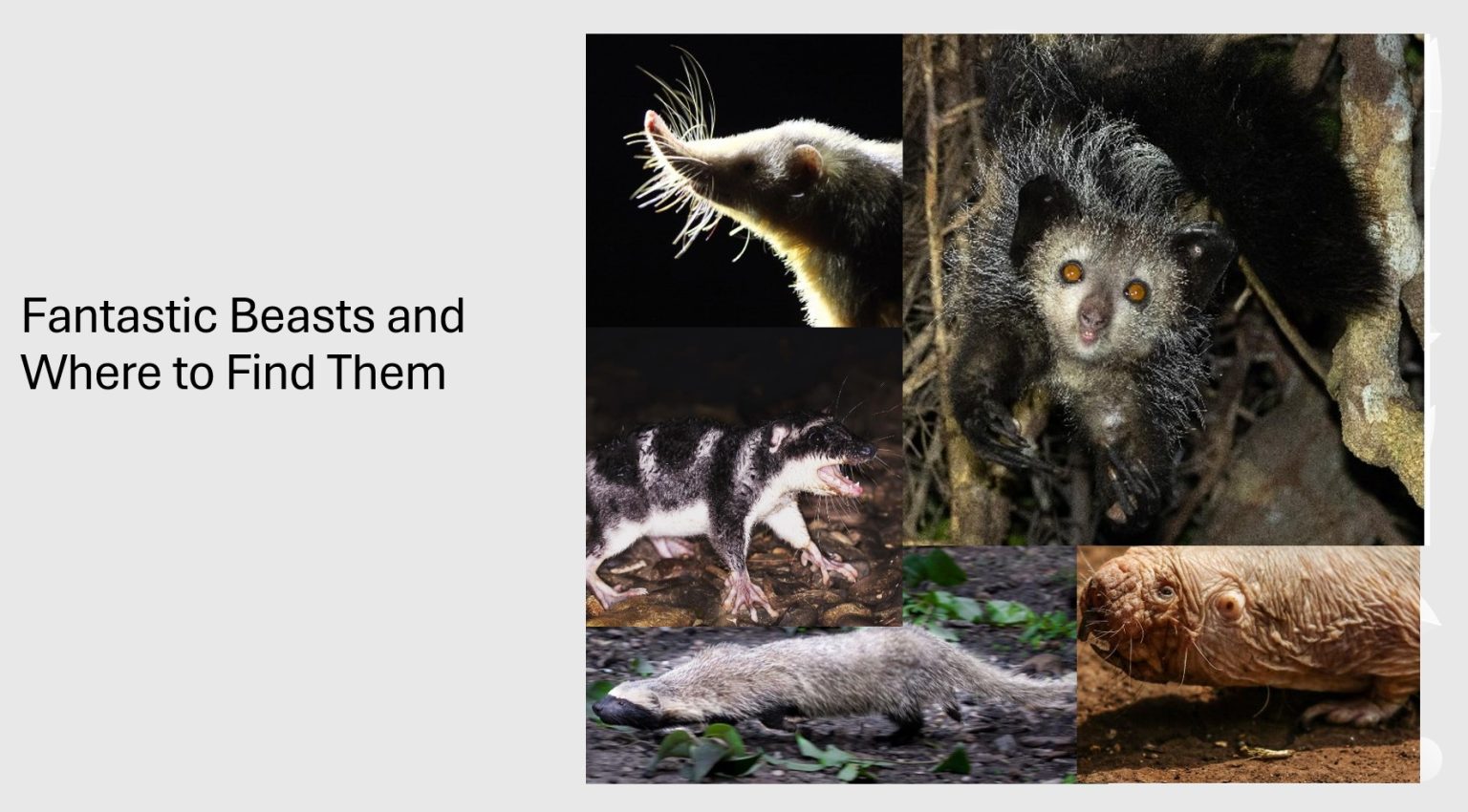 Fabulous Beasts and Where to Find Them: The Golden Age of ...