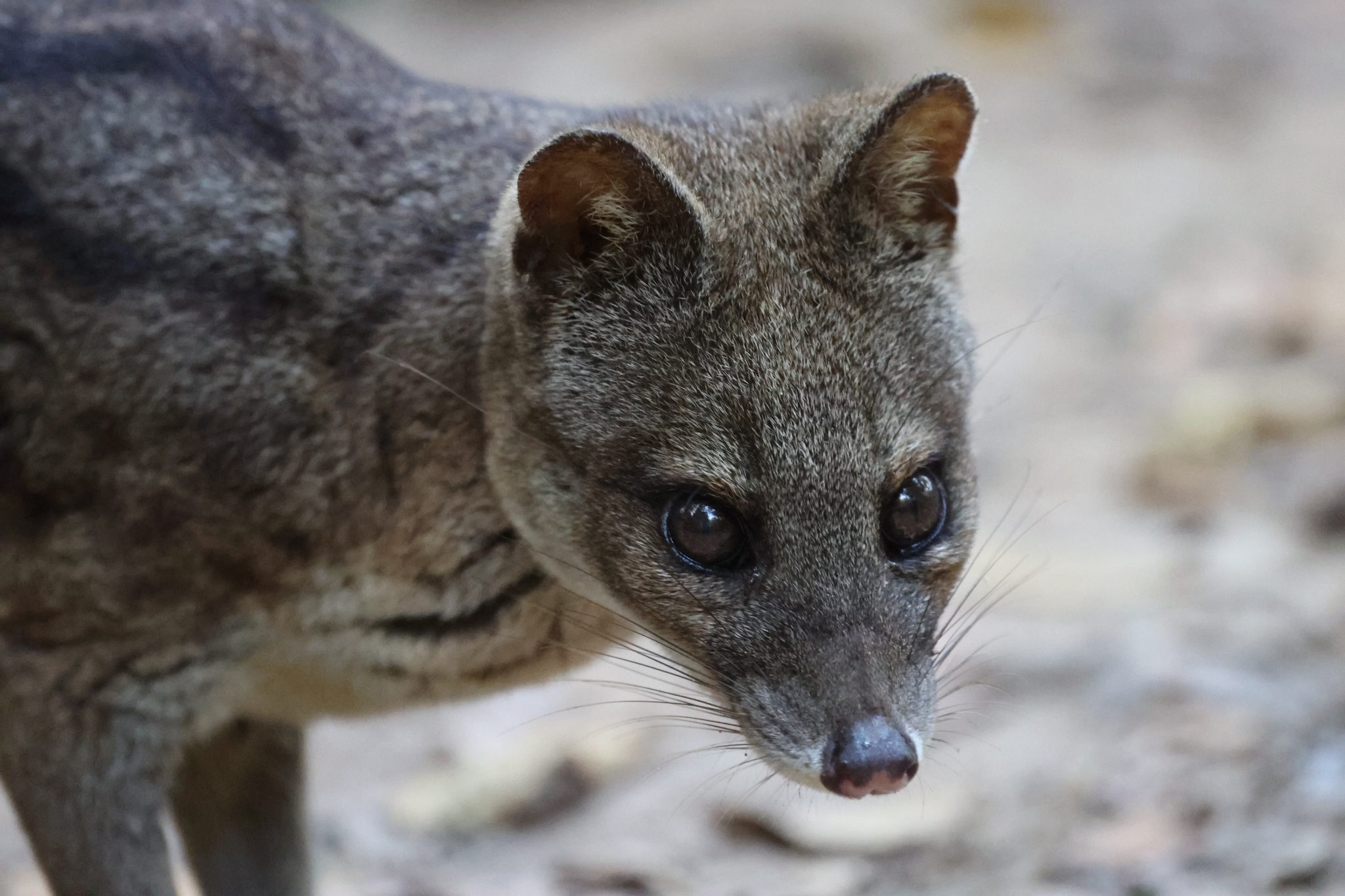 Community Forum – Mammal Watching