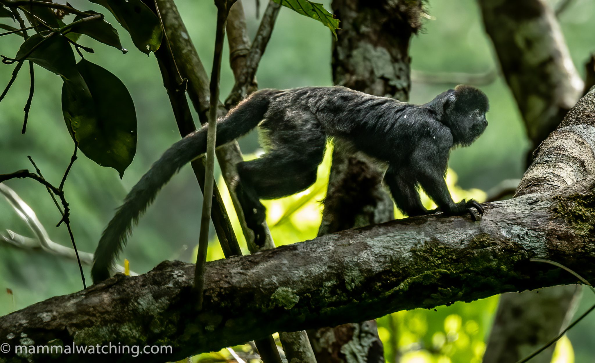 Mammal Watching – The world's best resource for mammal watchers