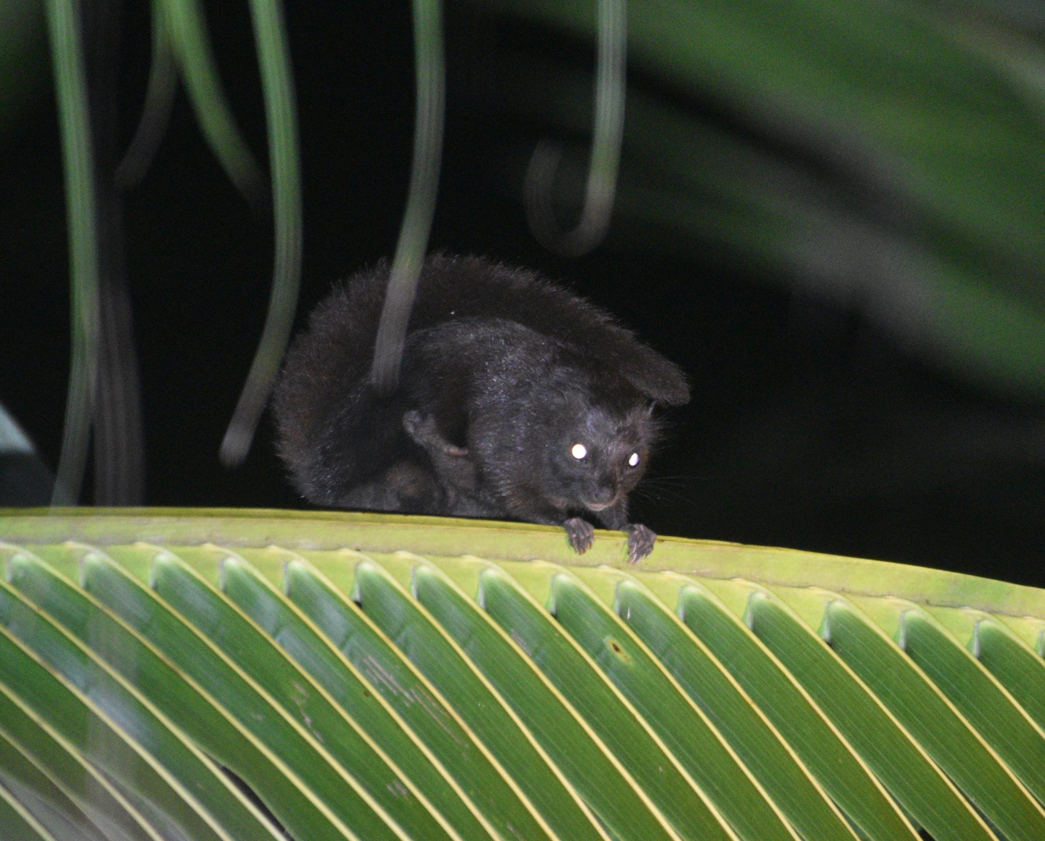 A short trip to look for the endemic mammals of Siberut Island, Sumatra ...