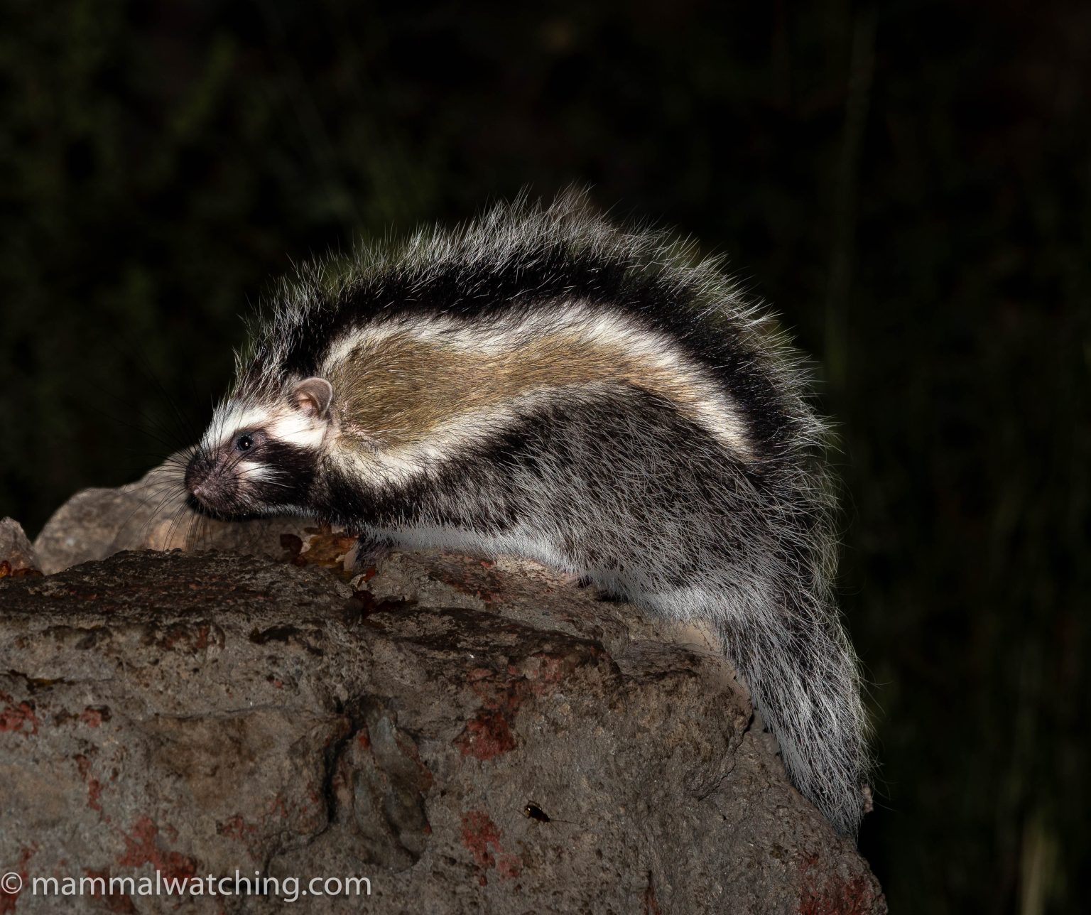 Mammal Watching – The world's best resource for mammal watchers