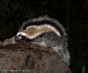 Mammal Watching – The world's best resource for mammal watchers