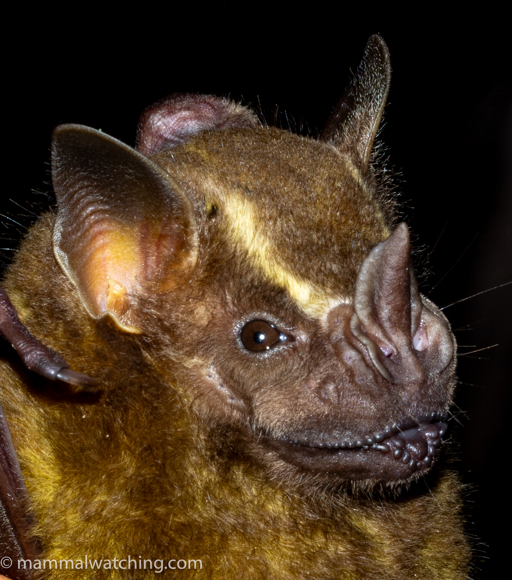 A Weekend in Mexico’s Yucatan Peninsula: Mainly Bats – Mammal Watching
